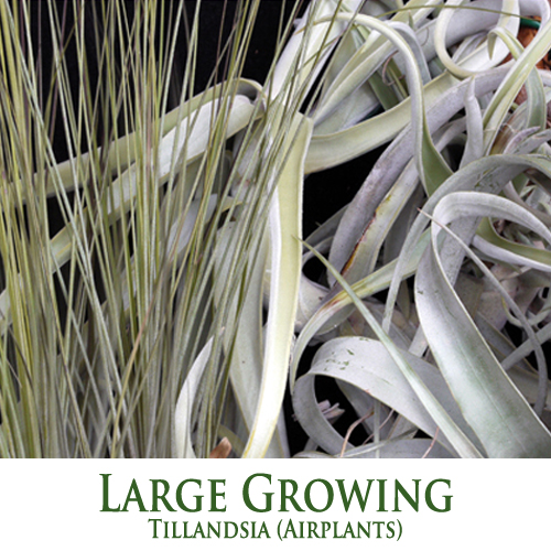Large Growing Tillandsia Airplants