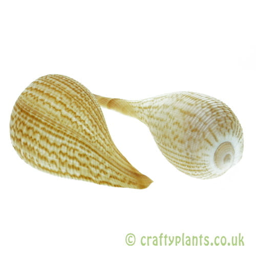 Ficus graillis Shell (Fig Shell) - Pack of 2