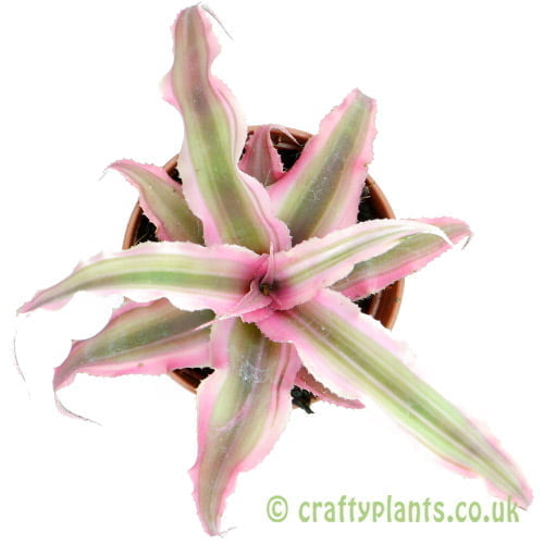 Cryptanthus bivittatus 'Pink Starlight' Cryptanthus bivittatus 'Pink ...
