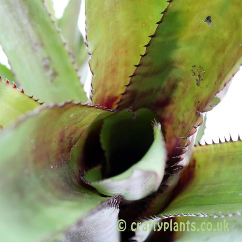 Aechmea 'Nigre' | Craftyplants.co.uk