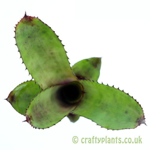 Aechmea 'Nigre' | Craftyplants.co.uk