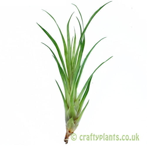 Vriesea 'Astrid' | Bromeliads from Crafty Plants