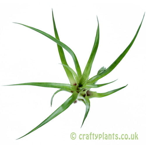 Vriesea 'Astrid' | Bromeliads from Crafty Plants