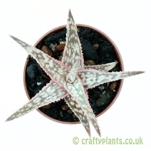Aloe 'Dannyz' | Succulents from Craftyplants UK